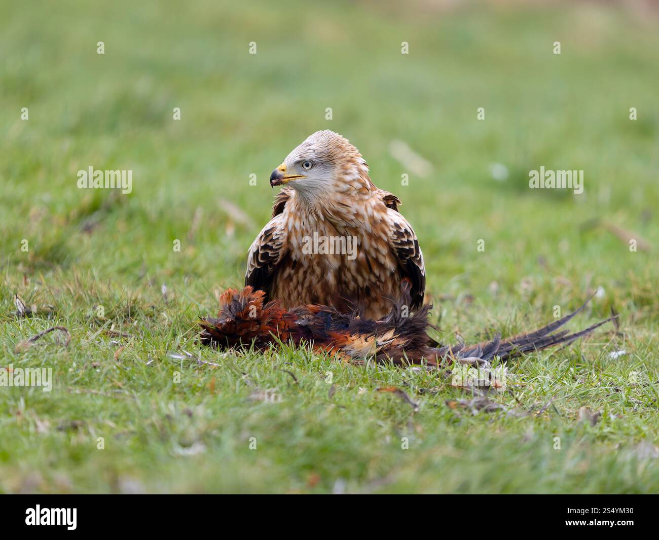 Red kite, Milvus milvus, single bird on grass eating pheasant ...