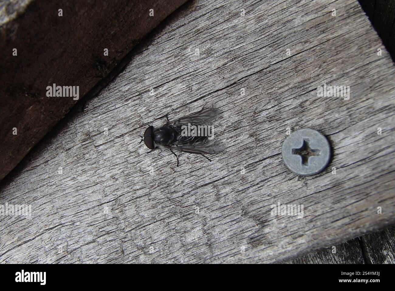 Horse and Deer Flies (Tabanidae Stock Photo - Alamy