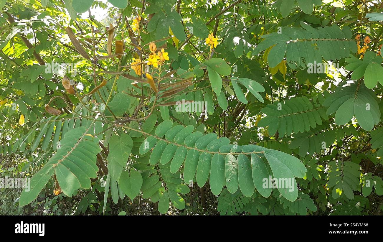 reticulate senna (Senna reticulata Stock Photo - Alamy