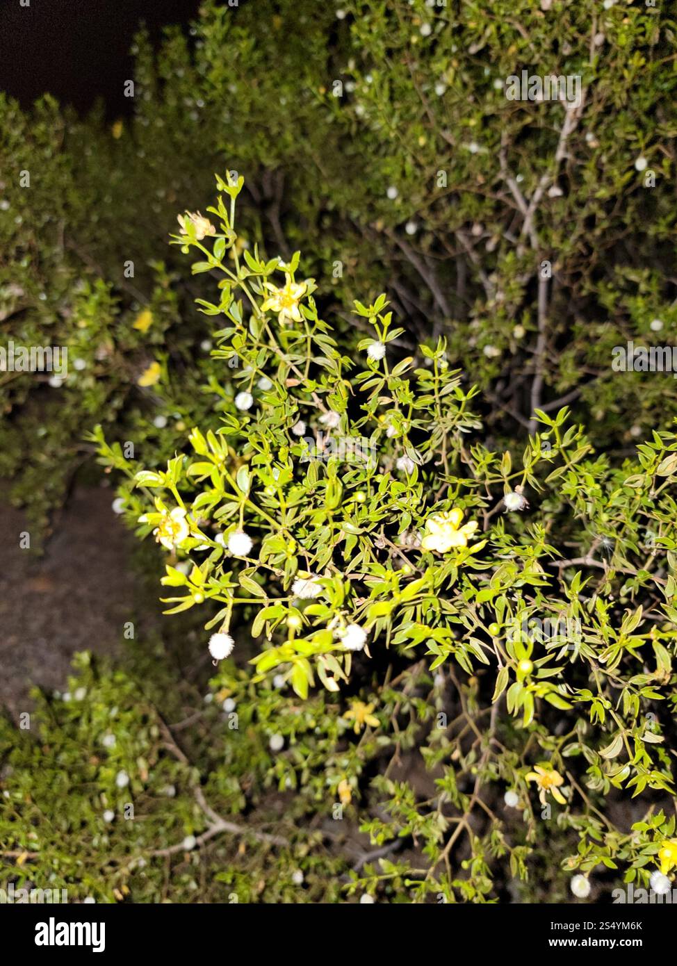 Creosote Bush (Larrea tridentata Stock Photo - Alamy
