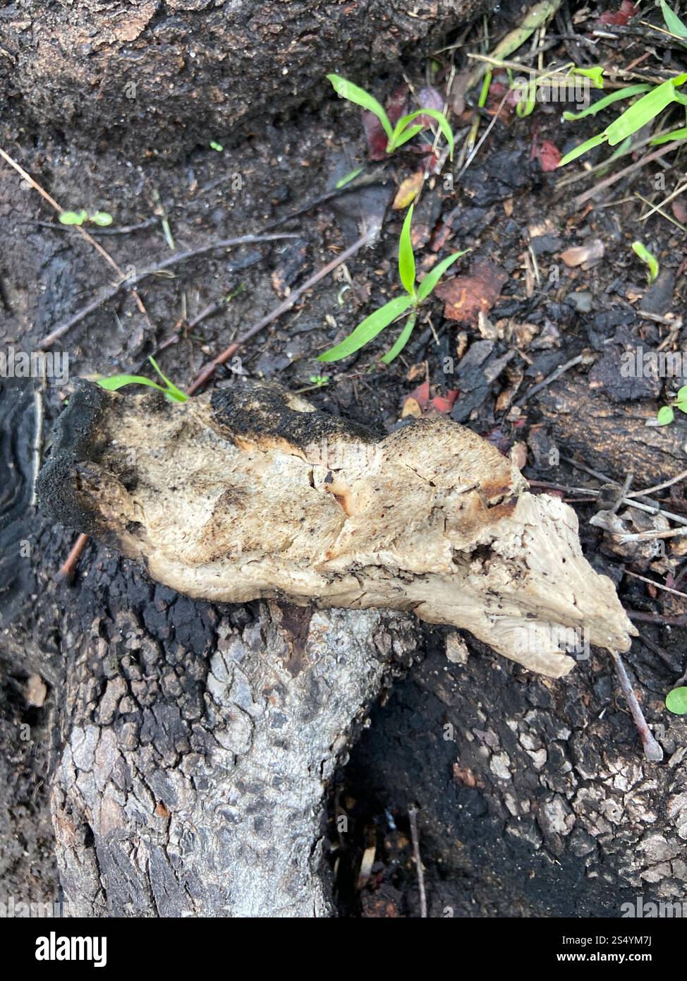 Western Hardwood Sulphur Shelf (Laetiporus gilbertsonii Stock Photo - Alamy