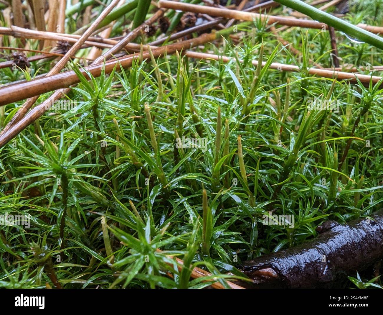 Alpine Haircap Moss (Polytrichastrum alpinum Stock Photo - Alamy