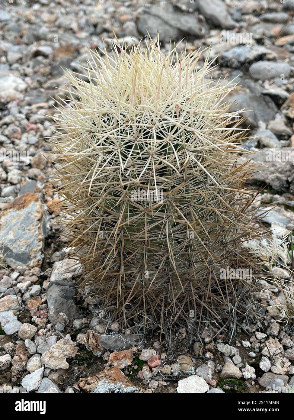Johnson's Beehive Cactus (Echinomastus johnsonii Stock Photo - Alamy