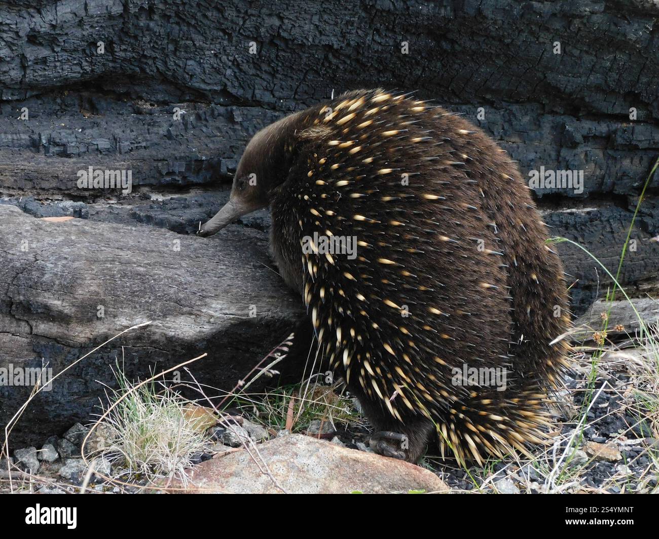 Tasmanian Echidna (Tachyglossus aculeatus setosus Stock Photo - Alamy