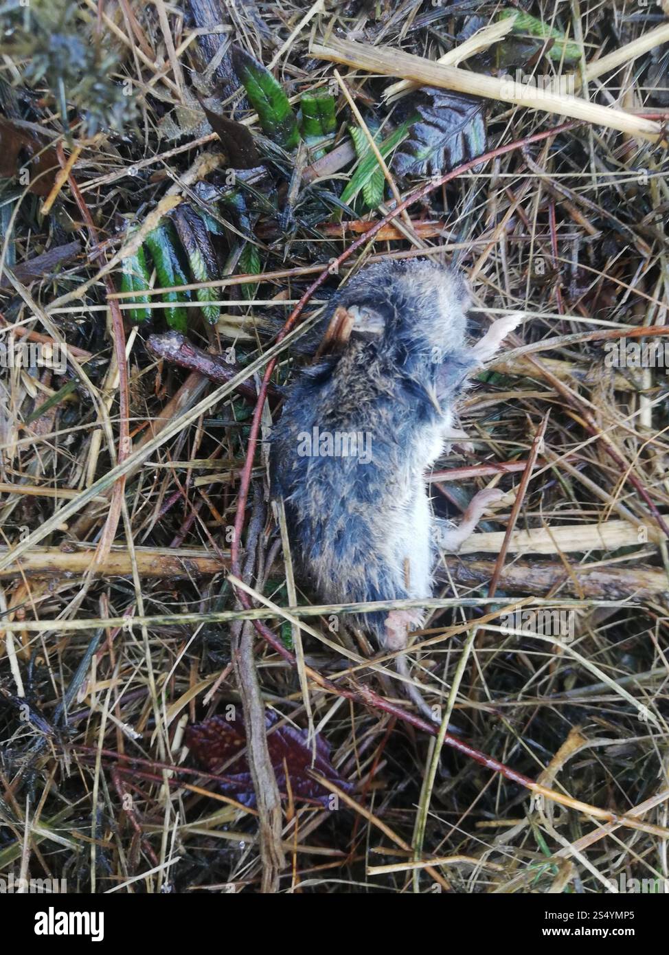 Typical old world mice hi-res stock photography and images - Alamy