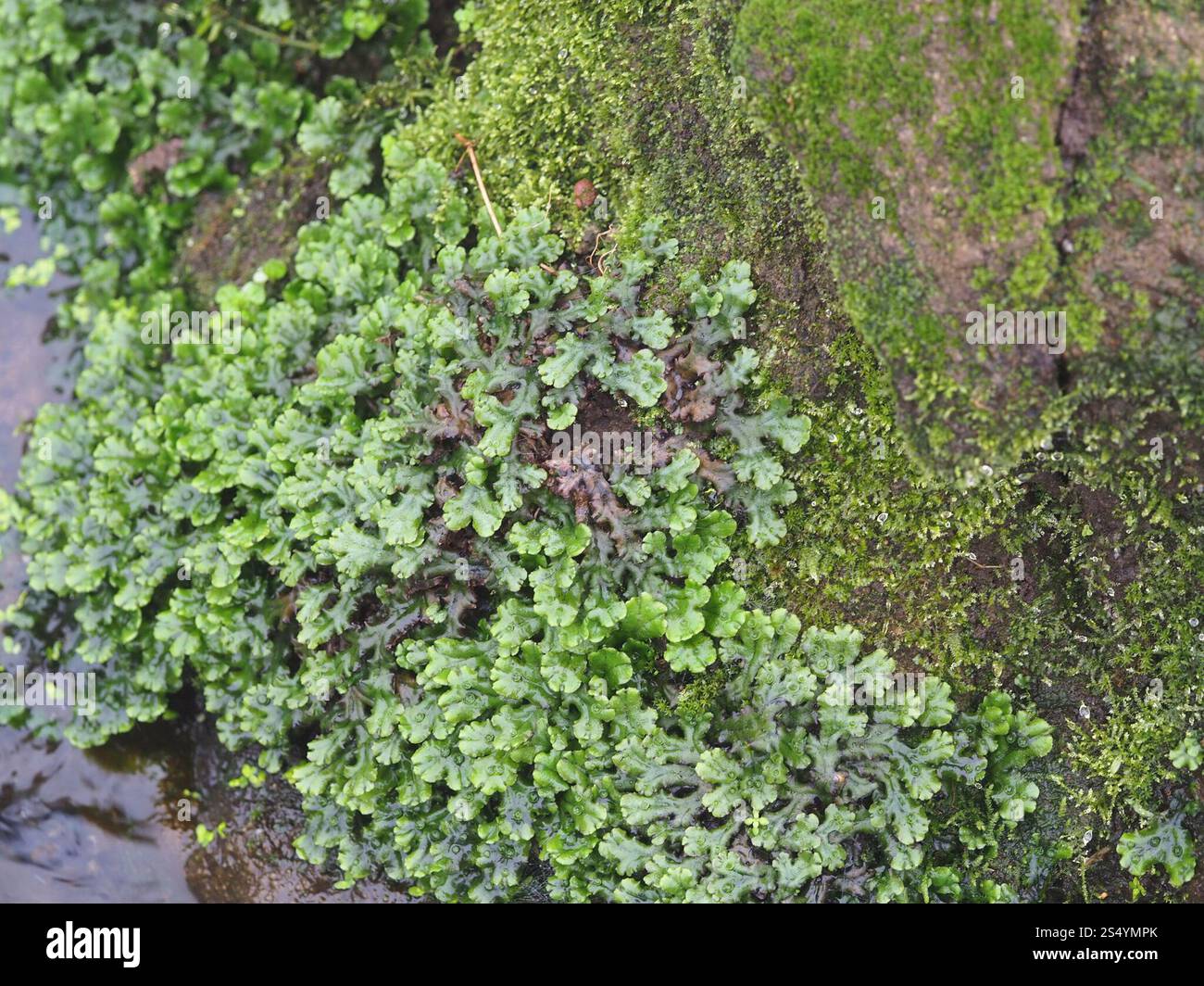 Common Liverwort (Marchantia polymorpha Stock Photo - Alamy