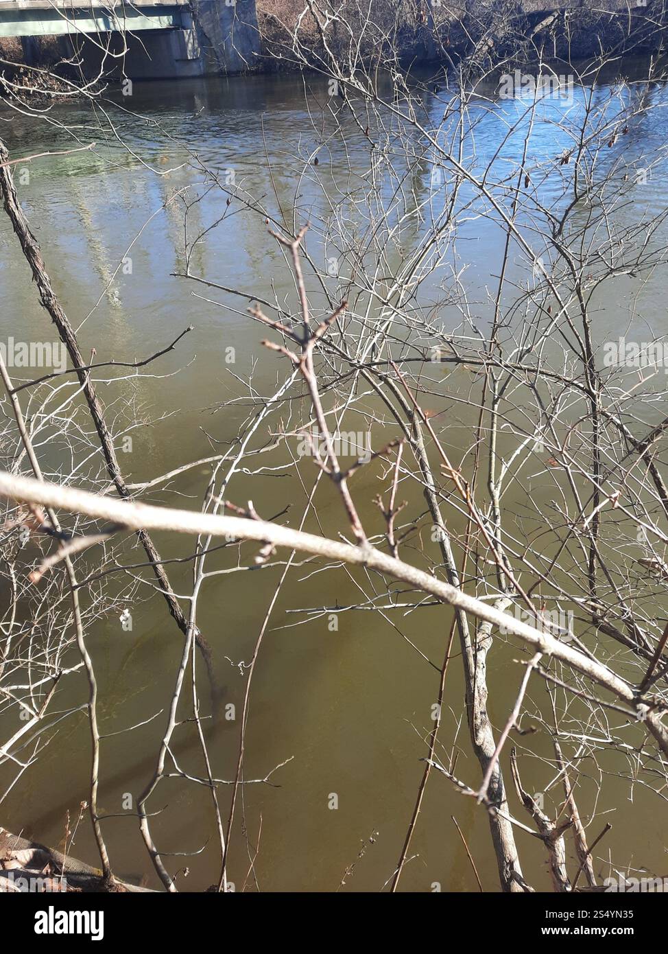 American bladdernut (Staphylea trifolia Stock Photo - Alamy