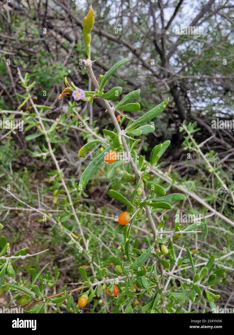 Anderson Thornbush (Lycium andersonii Stock Photo - Alamy