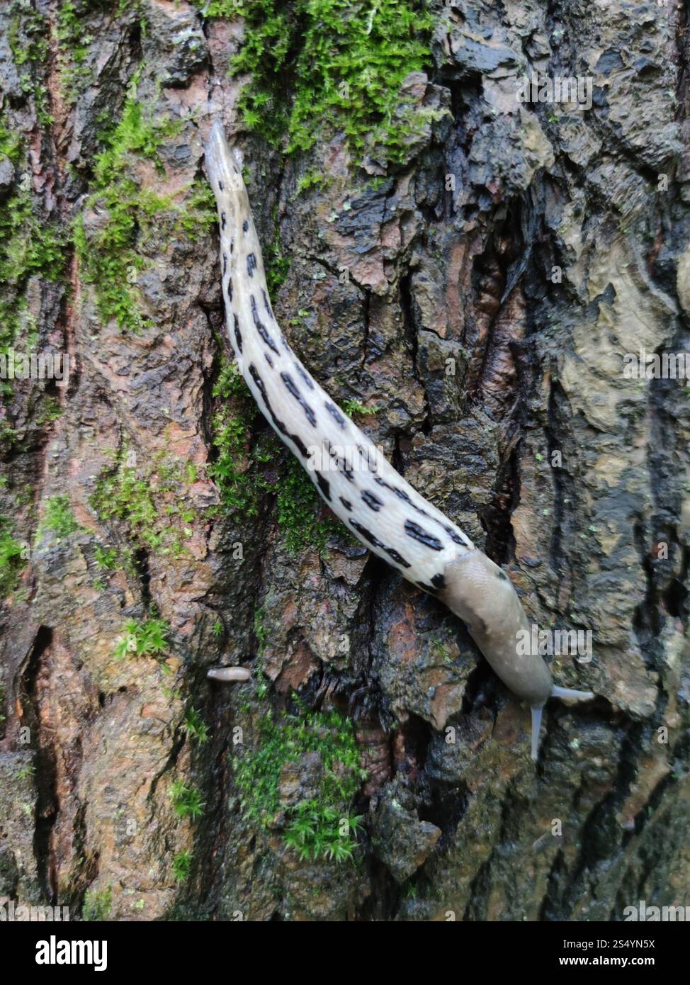 Ash-black Slug (Limax cinereoniger Stock Photo - Alamy