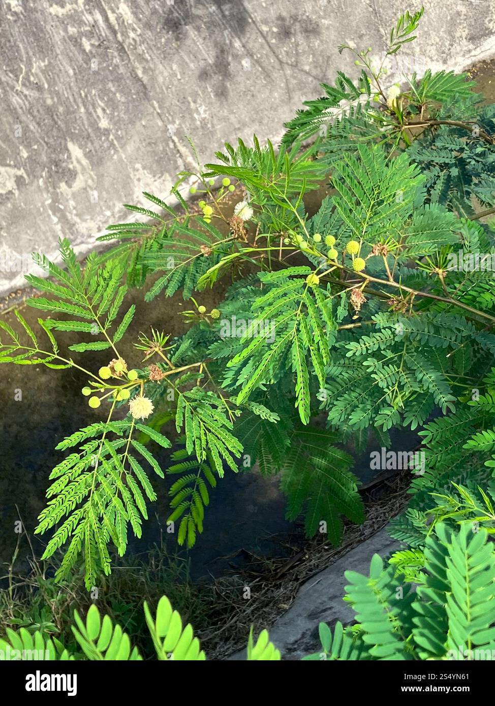 White leadtree (Leucaena leucocephala Stock Photo - Alamy