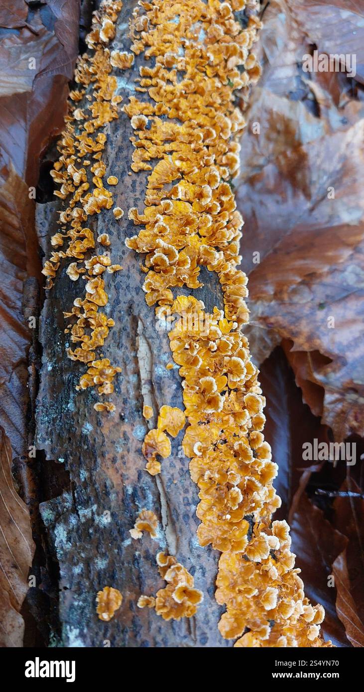 crowded parchment (Stereum complicatum Stock Photo - Alamy