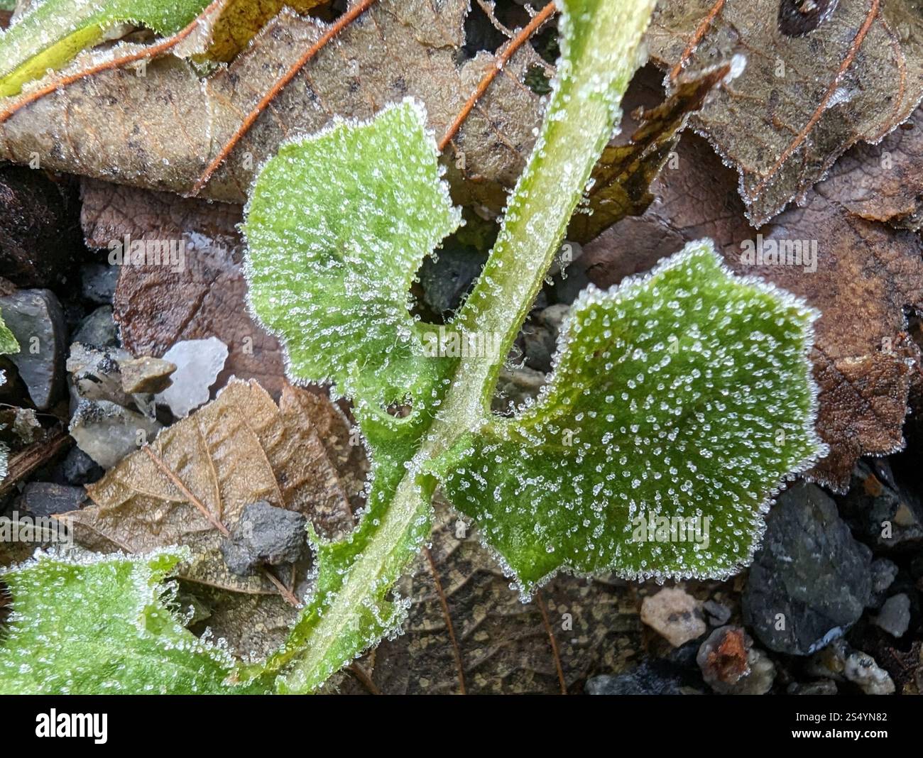 nipplewort (Lapsana communis Stock Photo - Alamy