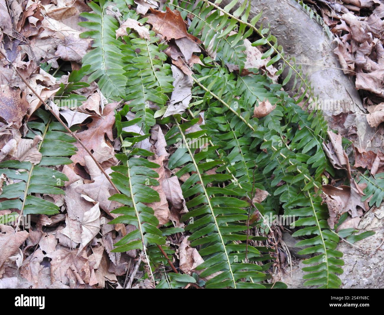 Christmas fern (Polystichum acrostichoides Stock Photo - Alamy