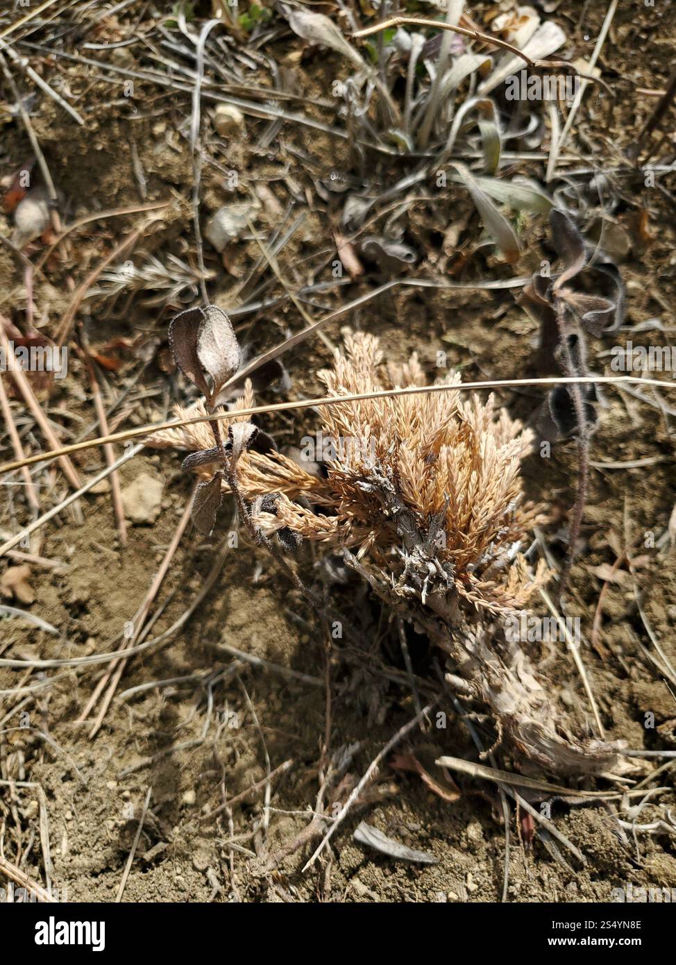 creeping juniper (Juniperus horizontalis Stock Photo - Alamy