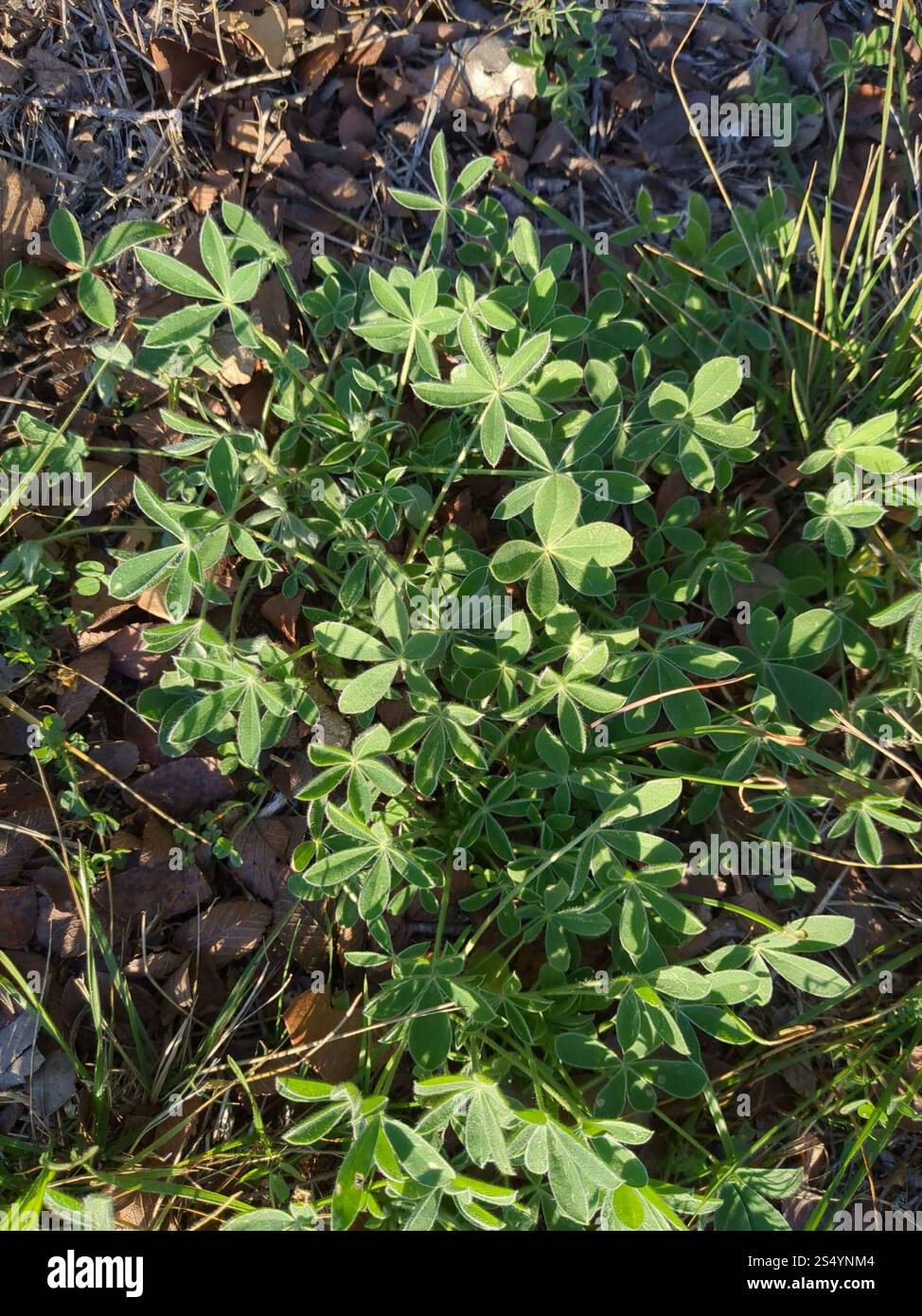 Texas bluebonnet (Lupinus texensis Stock Photo - Alamy