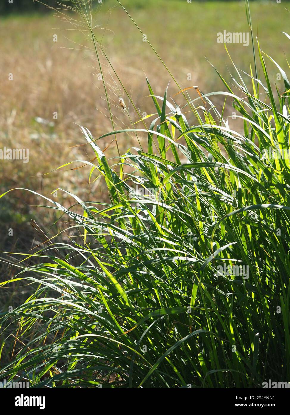 guinea grass (Megathyrsus maximus Stock Photo - Alamy