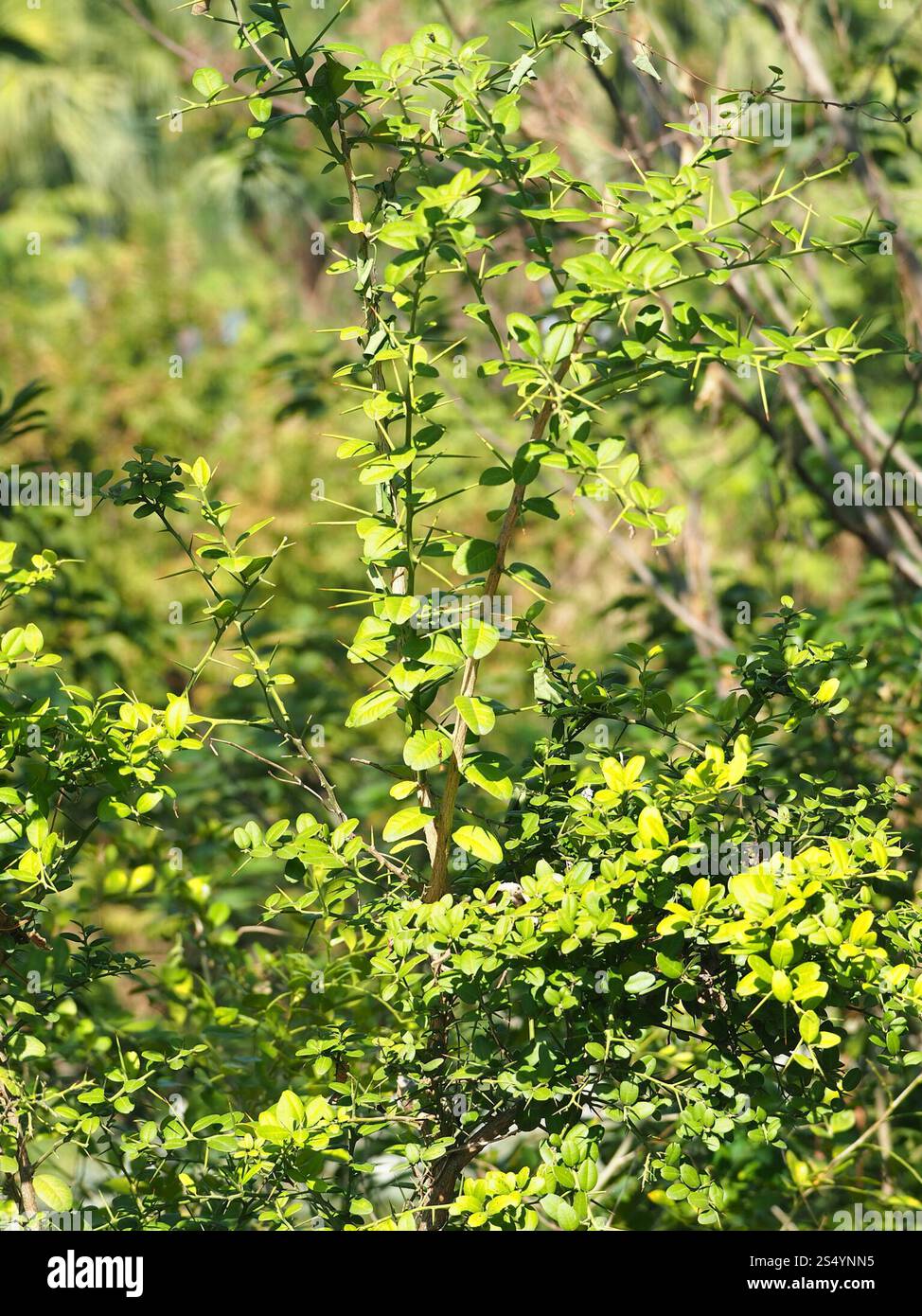 Chinese box-orange (Atalantia buxifolia Stock Photo - Alamy