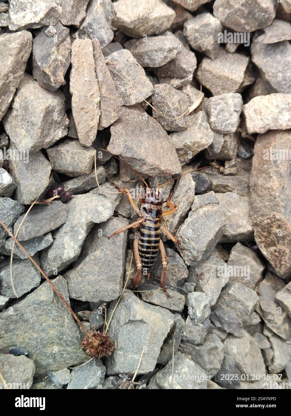 Mountain Stone Weta (Hemideina maori Stock Photo - Alamy