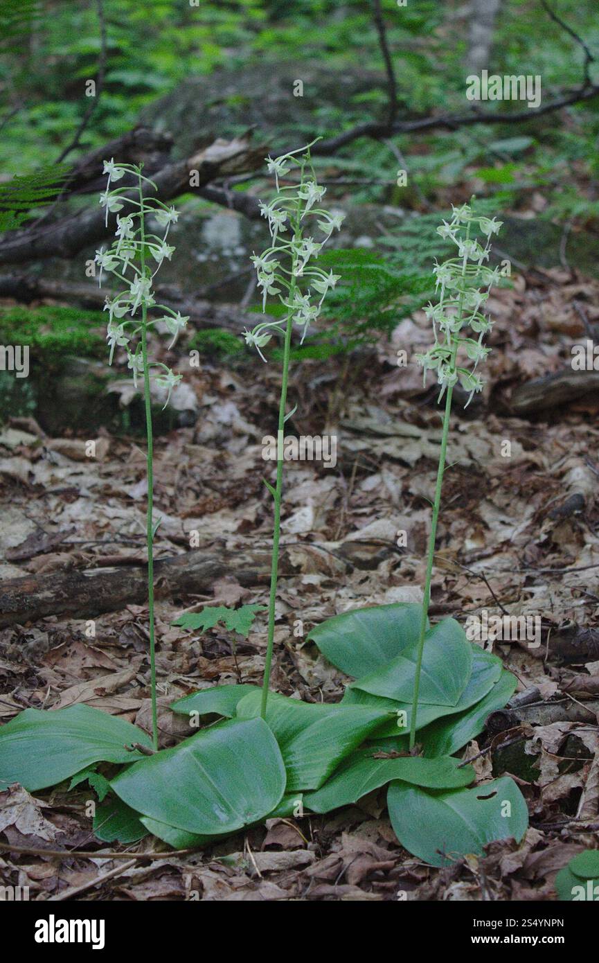 Large-leaved Bog Orchid (Platanthera macrophylla Stock Photo - Alamy