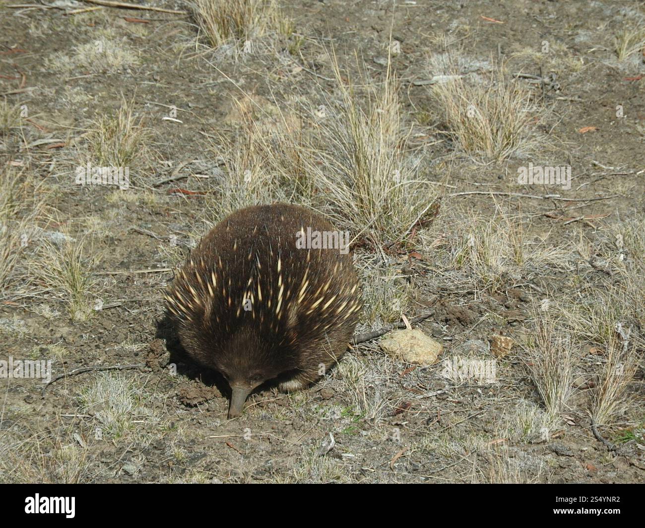 Tasmanian Echidna (Tachyglossus aculeatus setosus Stock Photo - Alamy