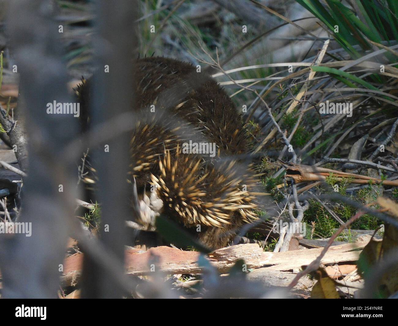 Tasmanian Echidna (Tachyglossus aculeatus setosus Stock Photo - Alamy