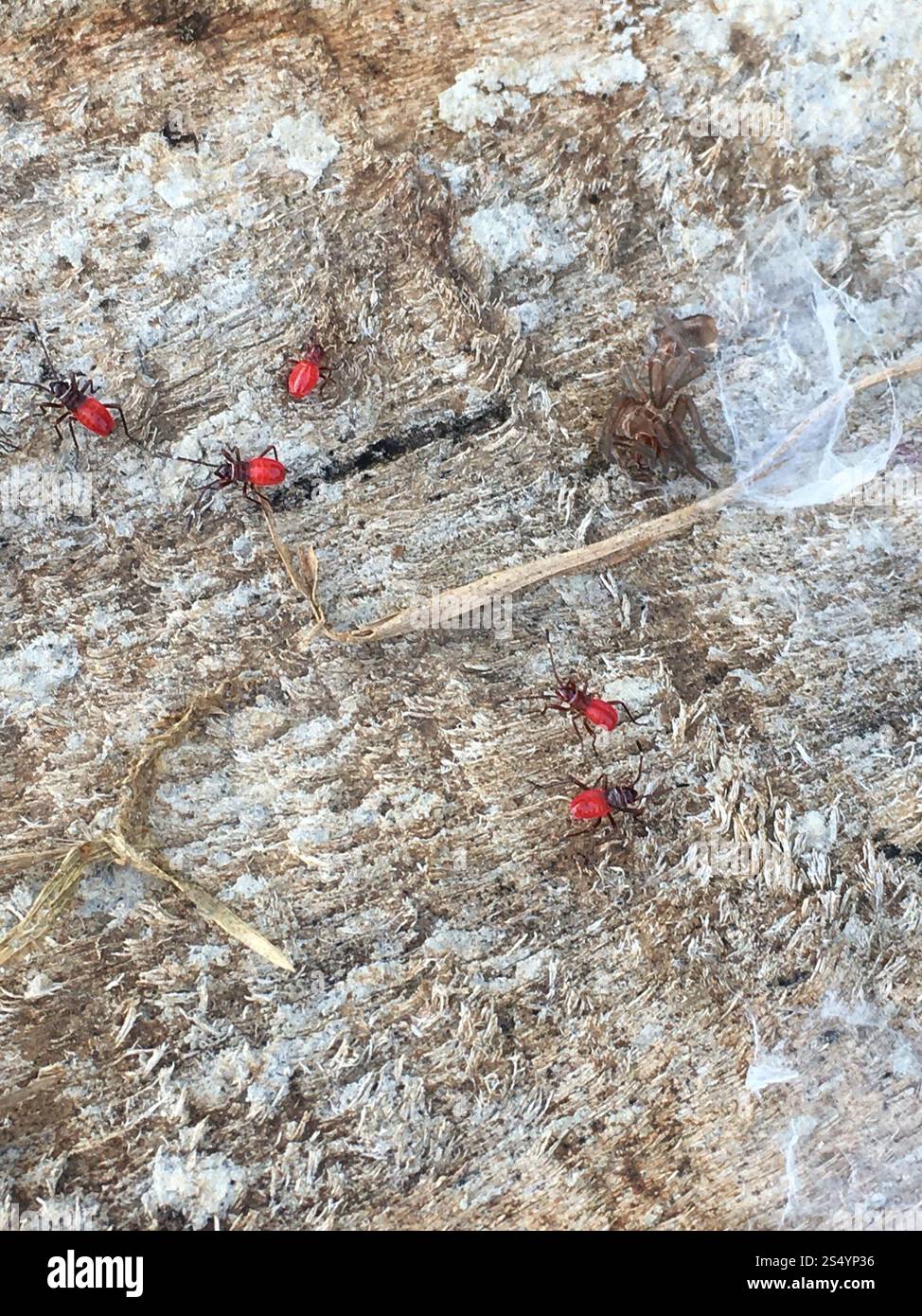 True Bugs (Heteroptera Stock Photo - Alamy