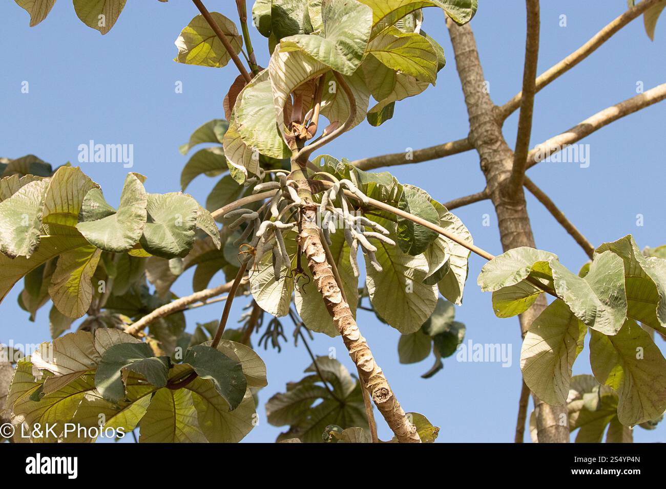 trumpet tree (Cecropia peltata Stock Photo - Alamy