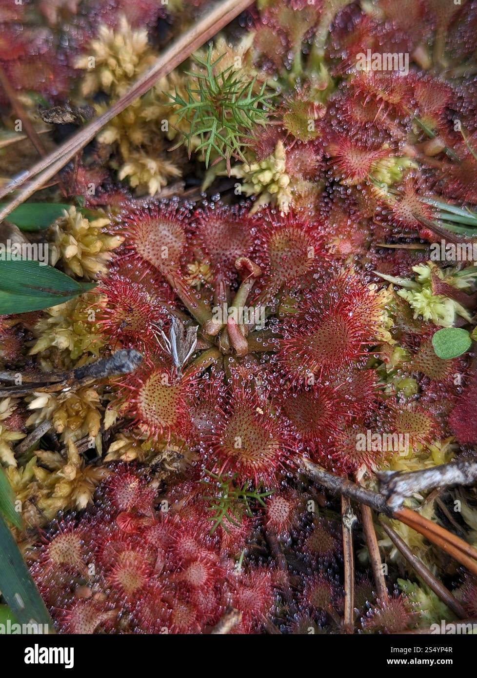 Pink Sundew (Drosera capillaris Stock Photo - Alamy