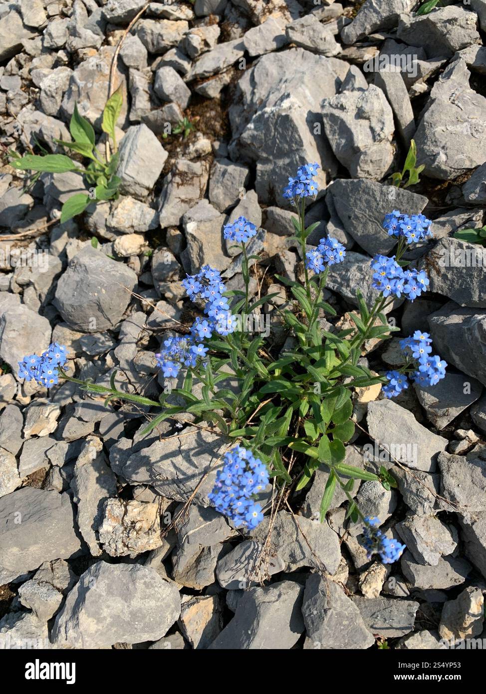 mountain forget-me-not (Myosotis asiatica Stock Photo - Alamy