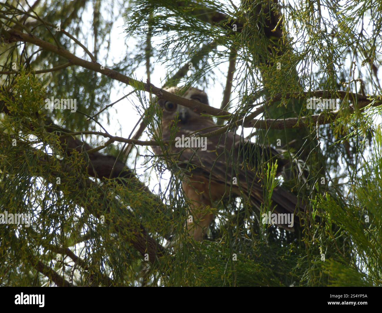 Australian Boobook (Ninox boobook Stock Photo - Alamy