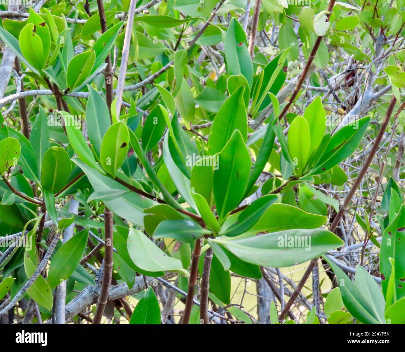 red mangrove (Rhizophora mangle Stock Photo - Alamy