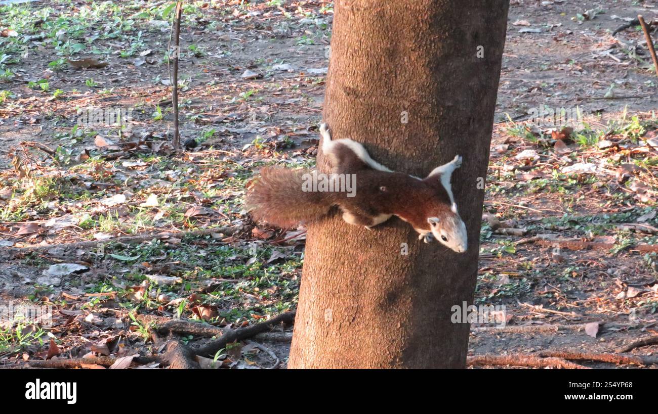 Finlayson's Squirrel (Callosciurus finlaysonii Stock Photo - Alamy