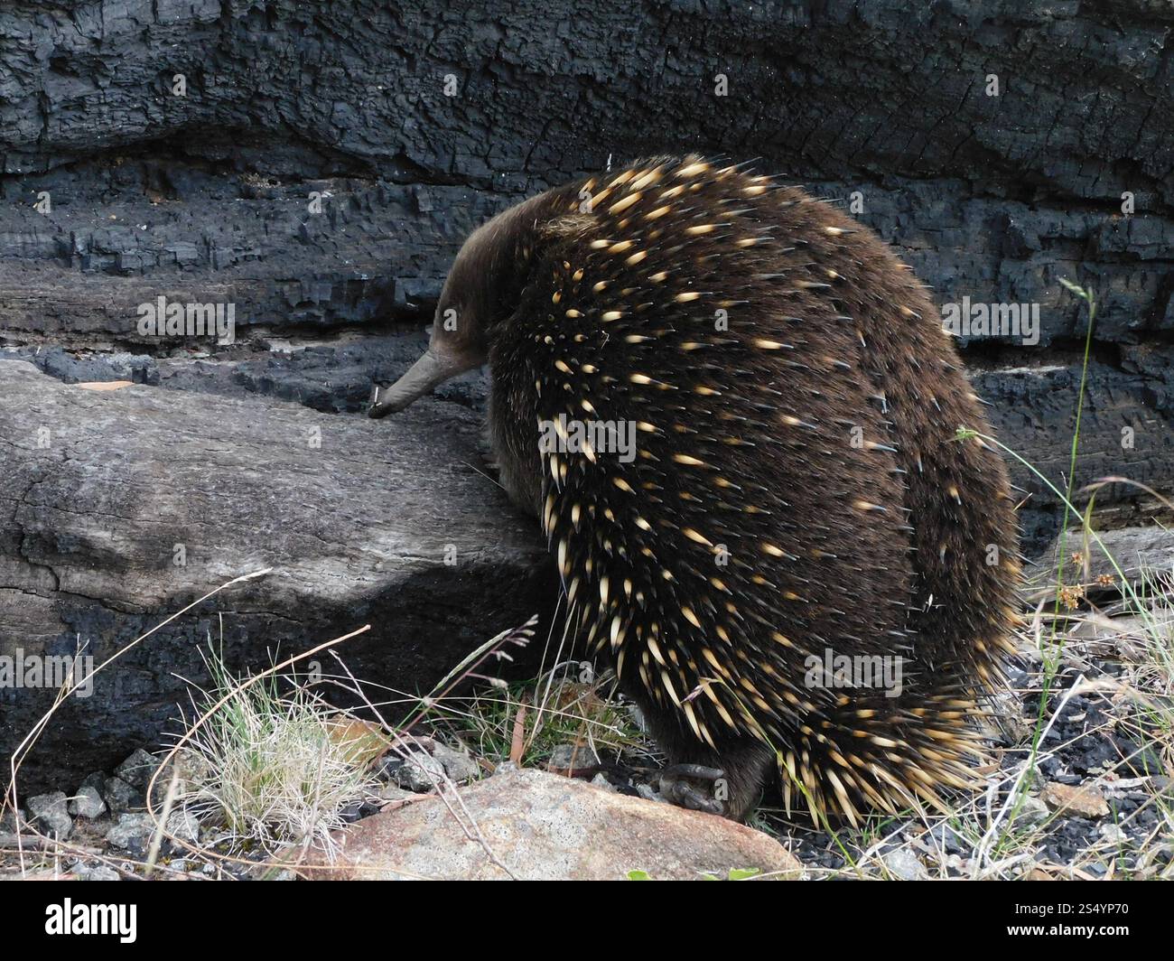 Tasmanian Echidna (Tachyglossus aculeatus setosus Stock Photo - Alamy