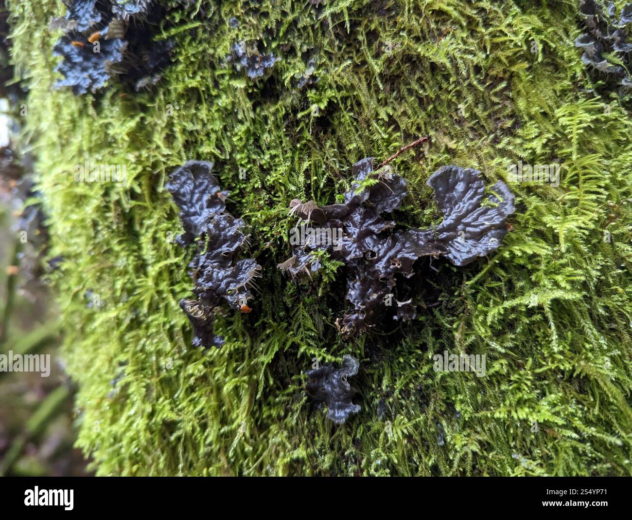 membranous pelt lichen (Peltigera membranacea Stock Photo - Alamy