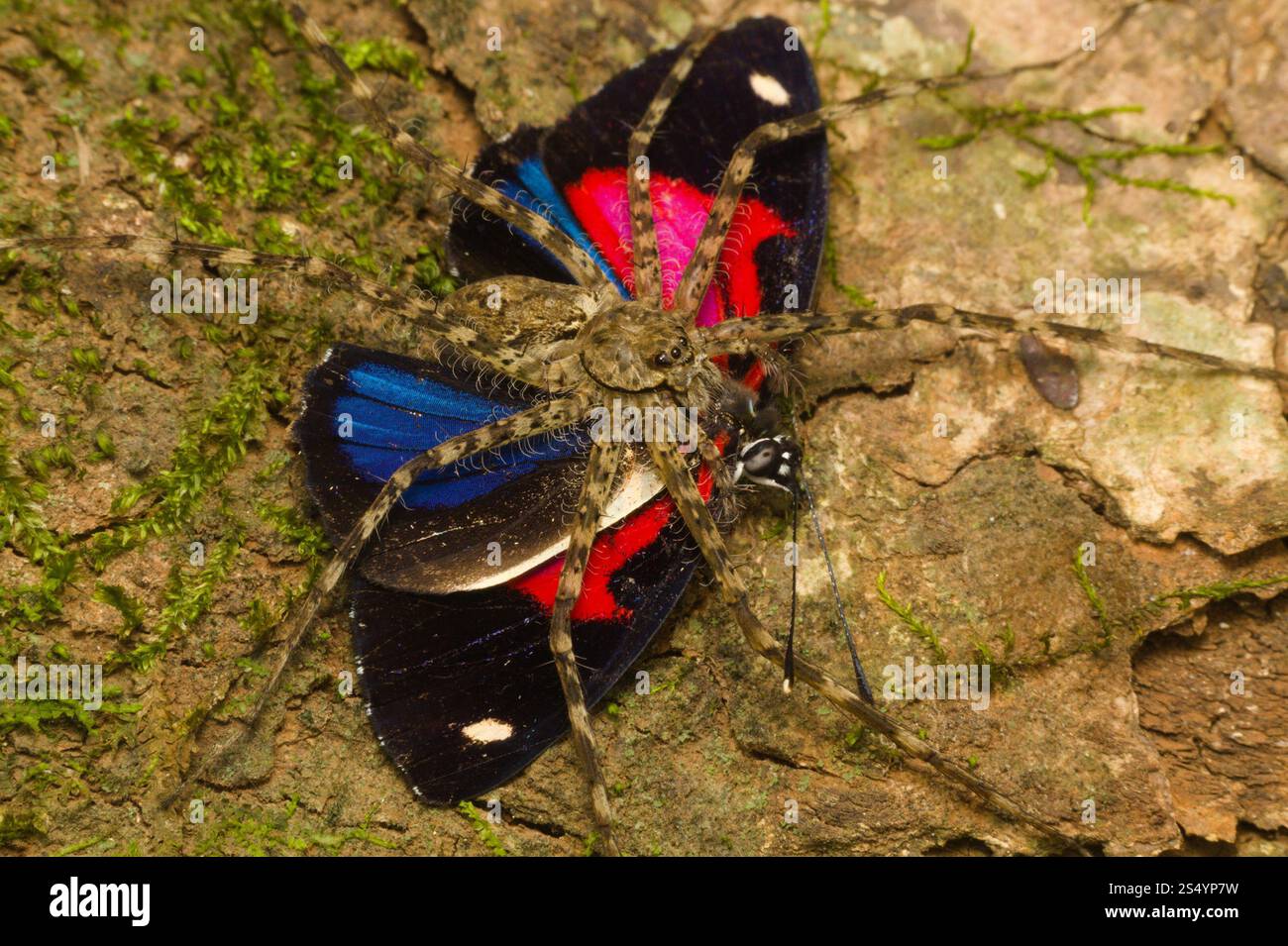 Google-eyed Eighty-eight (Catagramma pyracmon Stock Photo - Alamy