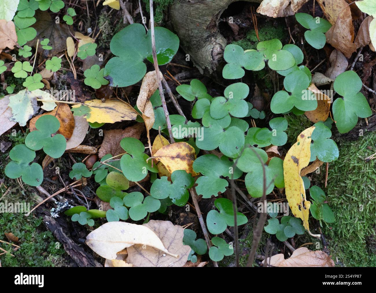 Liverleaf (Hepatica nobilis Stock Photo - Alamy