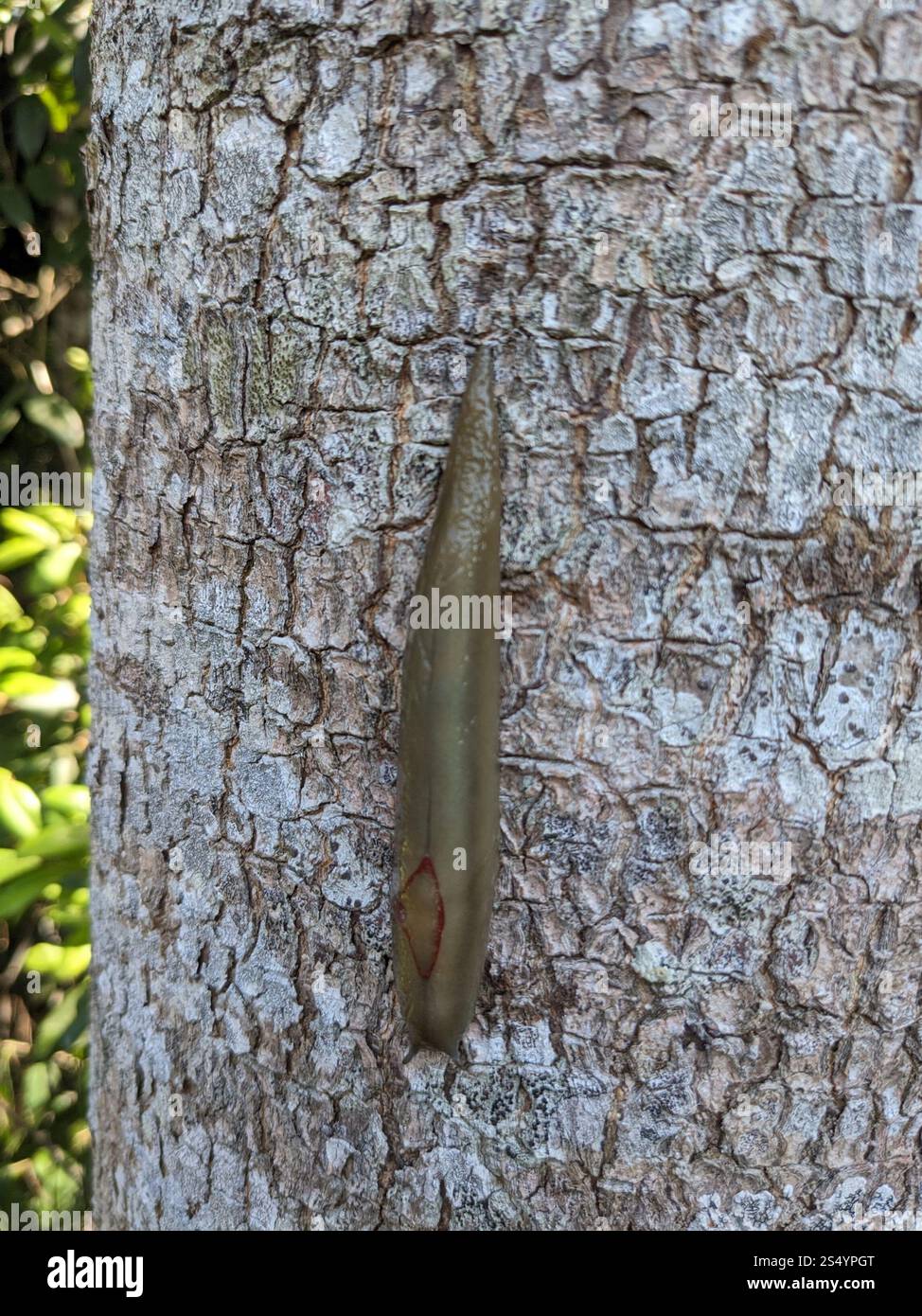 Red Triangle Slug (Triboniophorus graeffei Stock Photo - Alamy