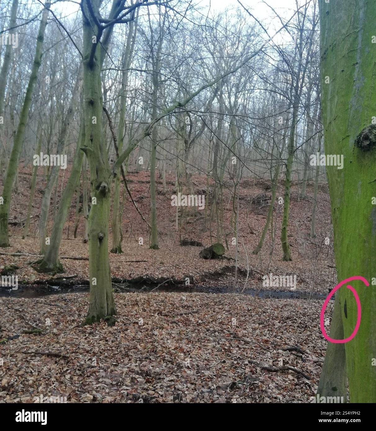 Tree slug (Lehmannia marginata Stock Photo - Alamy