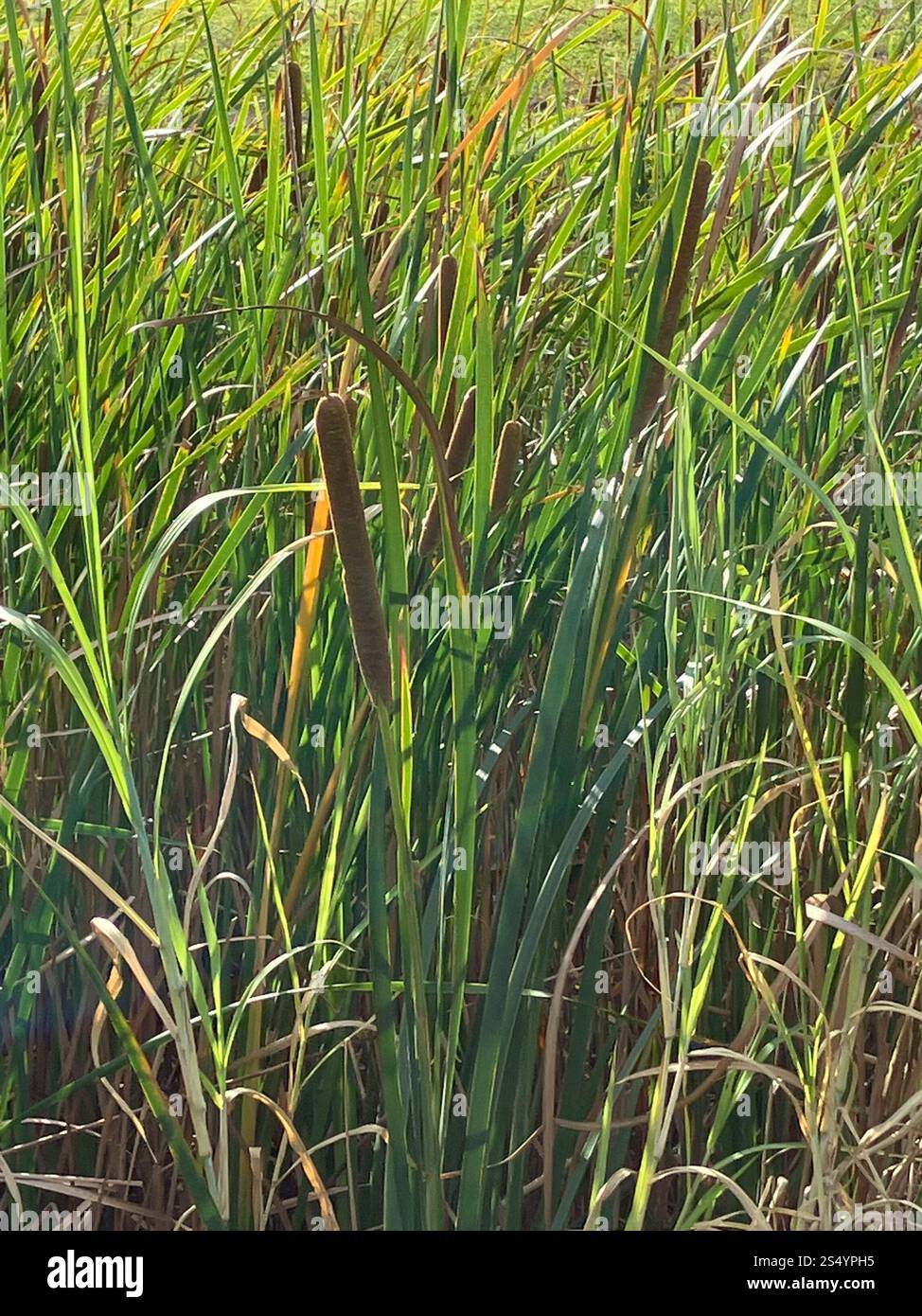 southern cattail (Typha domingensis Stock Photo - Alamy