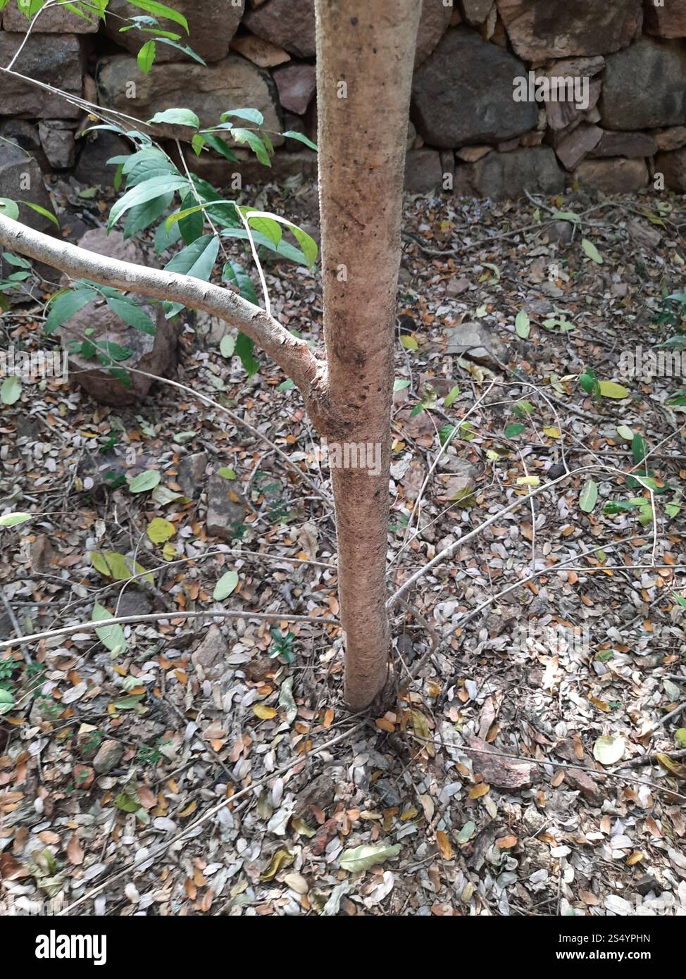 Jaundice curative tree (Wrightia tinctoria Stock Photo - Alamy