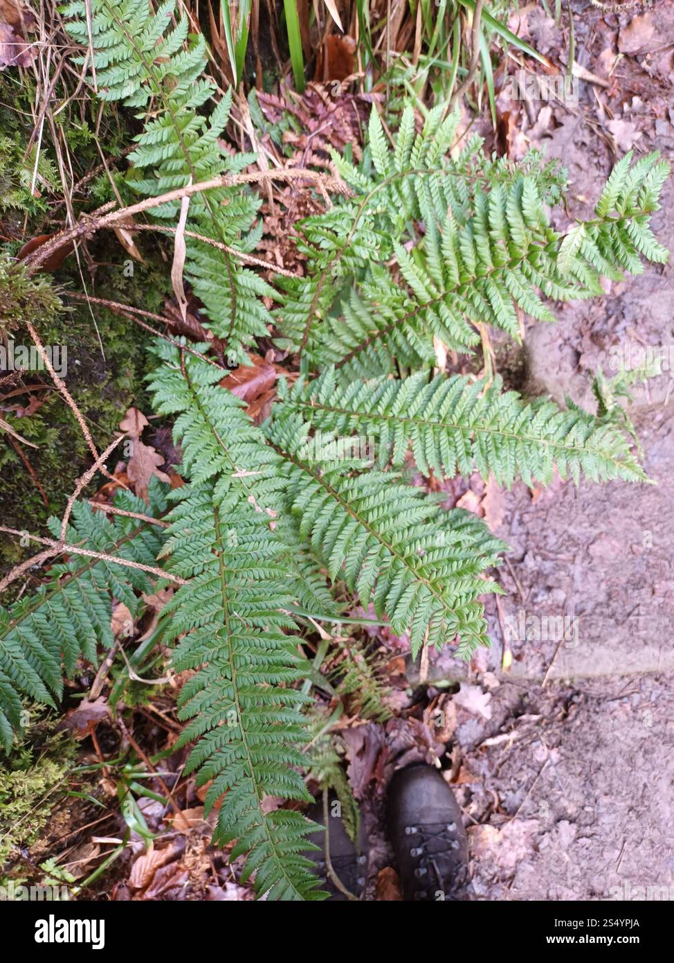 hard shield fern (Polystichum aculeatum Stock Photo - Alamy