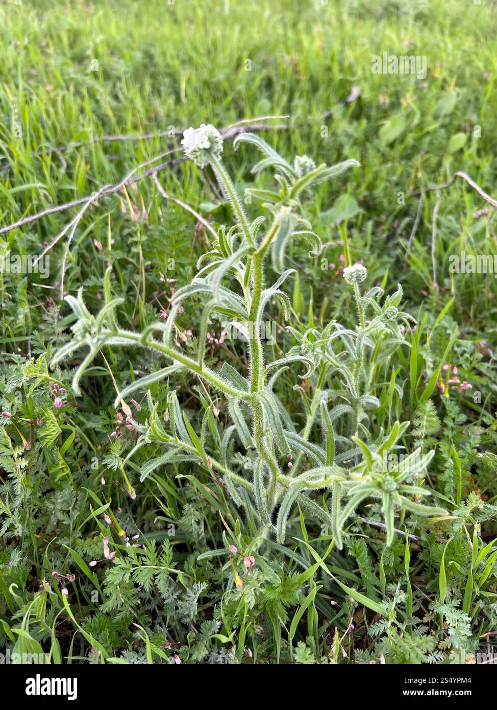 Clearwater cryptantha (Cryptantha intermedia Stock Photo - Alamy