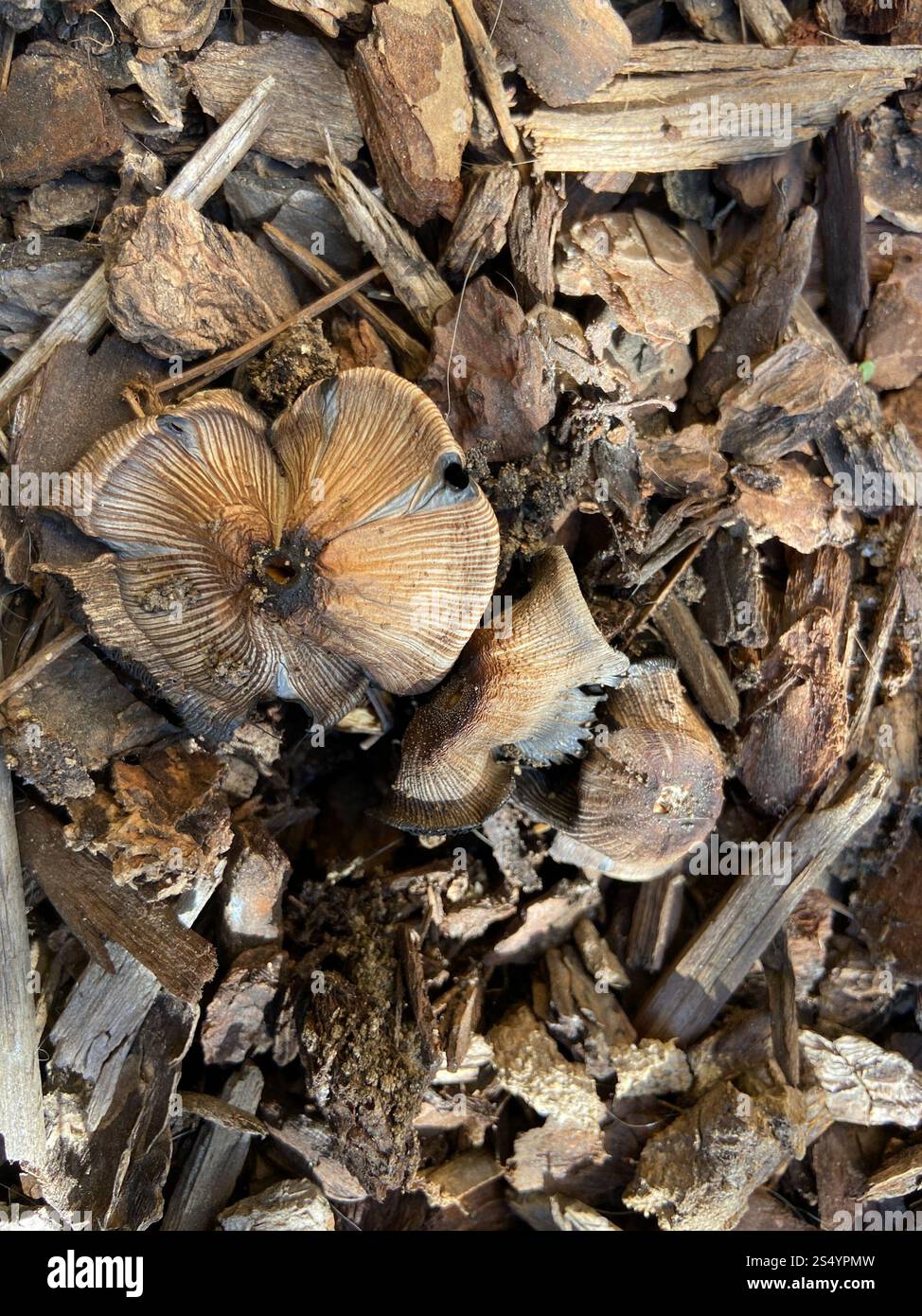 Brittlestems and Allies (Psathyrellaceae Stock Photo - Alamy