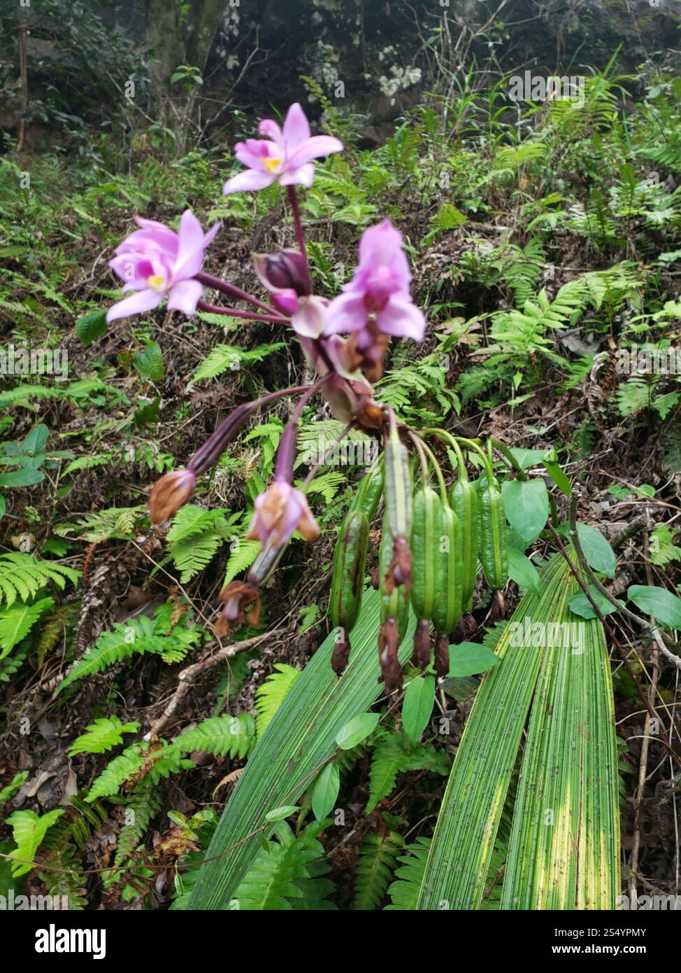 Philippine Ground Orchid (Spathoglottis plicata Stock Photo - Alamy