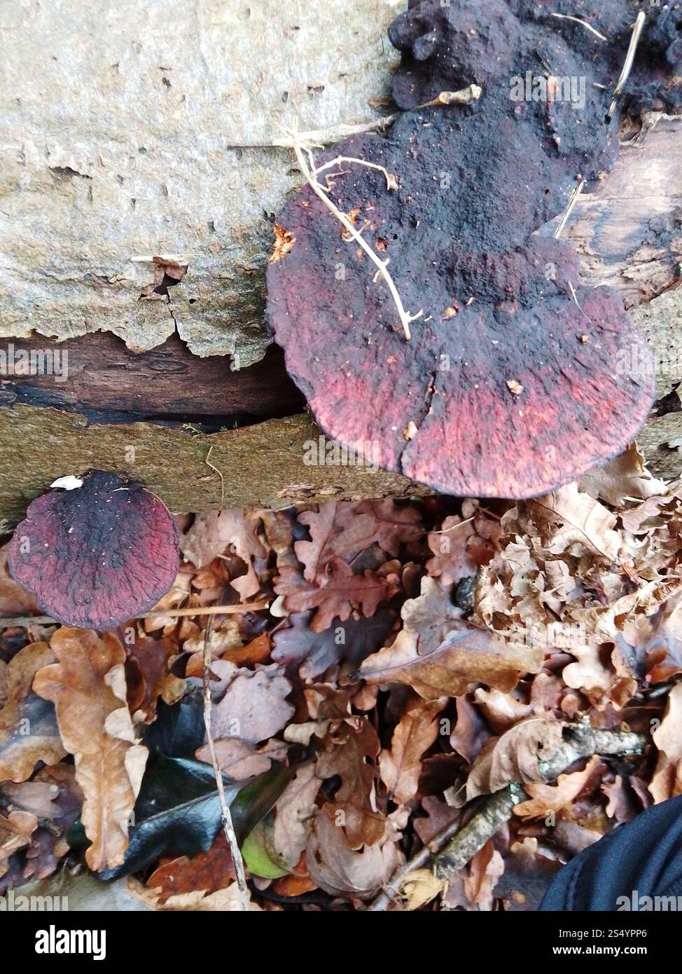 Thin-walled Maze Polypore (Daedaleopsis confragosa Stock Photo - Alamy