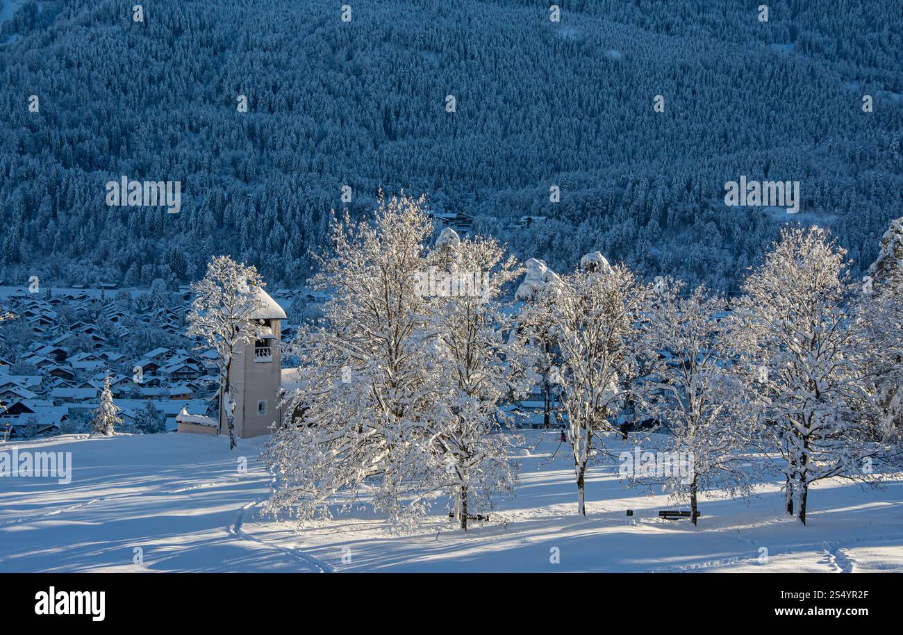 Birch grove on a frosty winter day. The space around is covered in snow ...