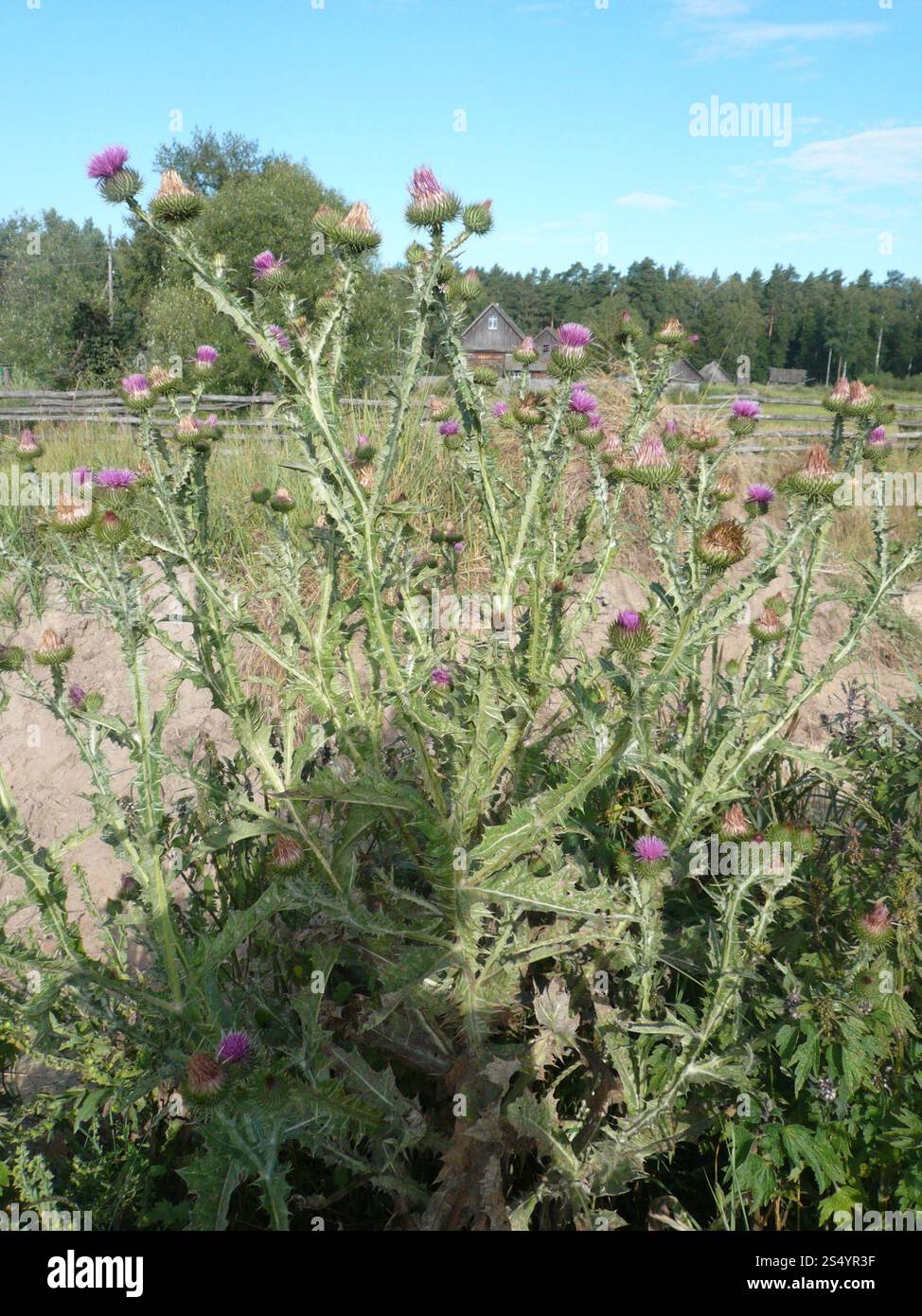 cotton thistle (Onopordum acanthium Stock Photo - Alamy