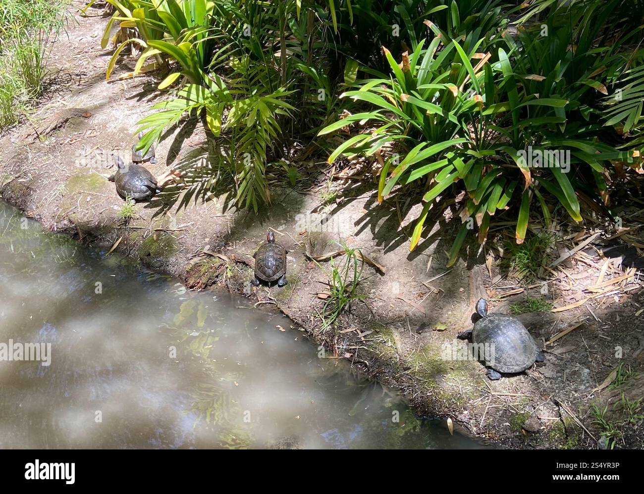 Red-eared Slider (Trachemys scripta elegans Stock Photo - Alamy
