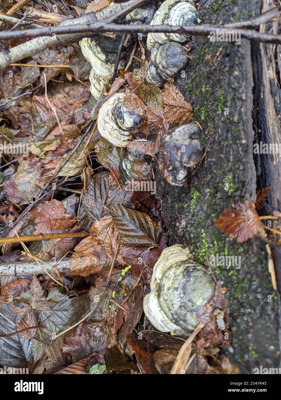 Hoof Fungus (Fomes fomentarius Stock Photo - Alamy