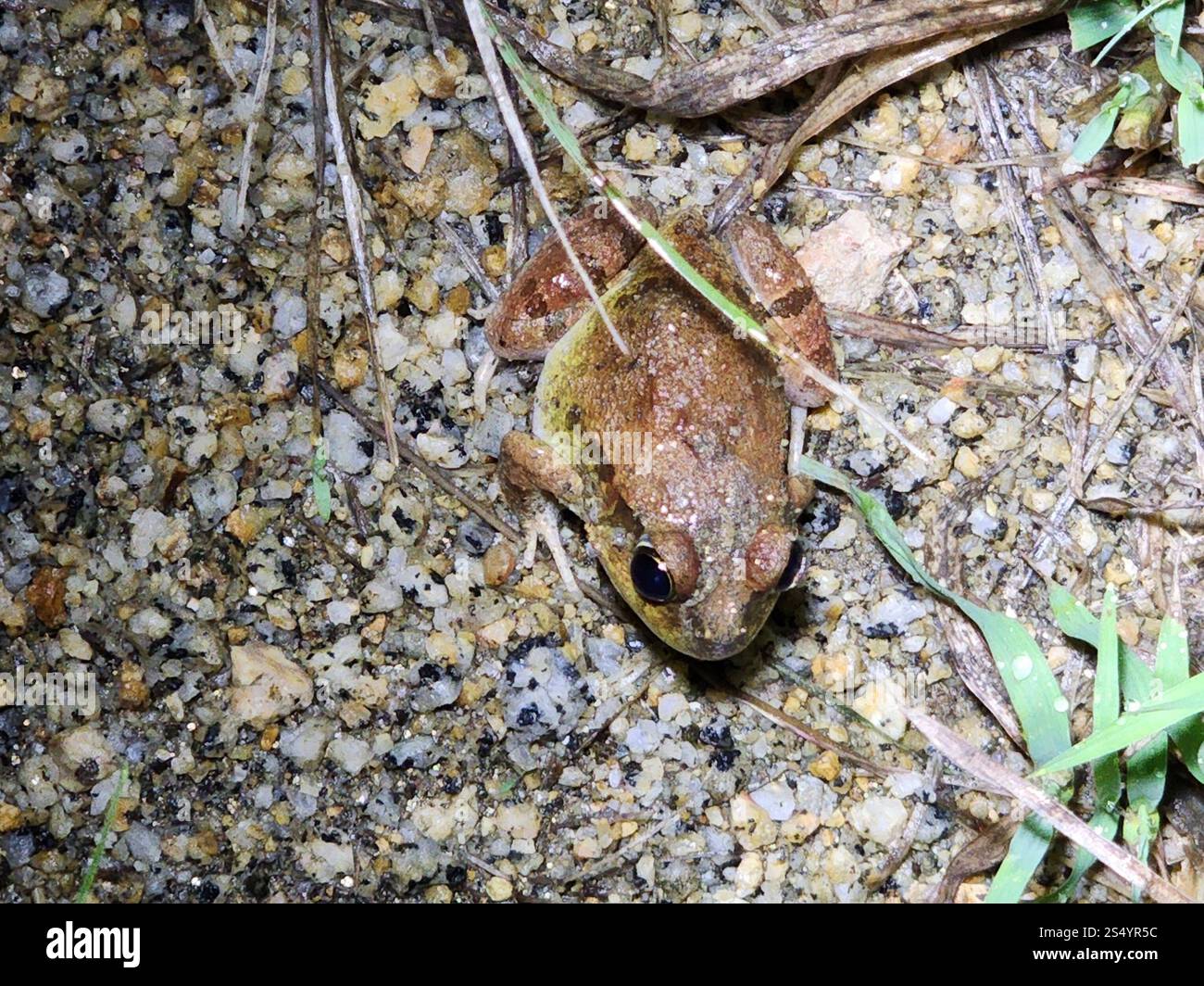 Ornate Burrowing Frog (Platyplectrum ornatum Stock Photo - Alamy